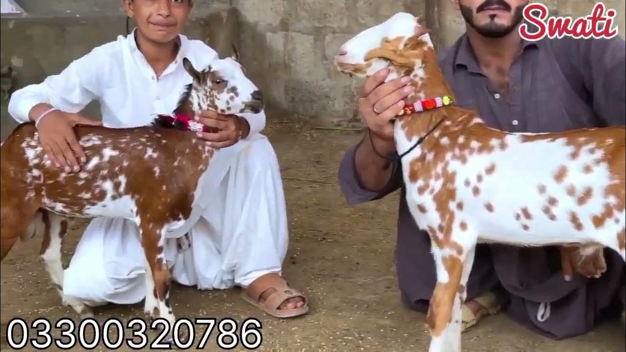 Sirf 22 Hazar Me Qurbani 2025 Ka Bakray || Rooftop Ka Shoqeen | Pure Ghulabi Goats Wali Kareem ...