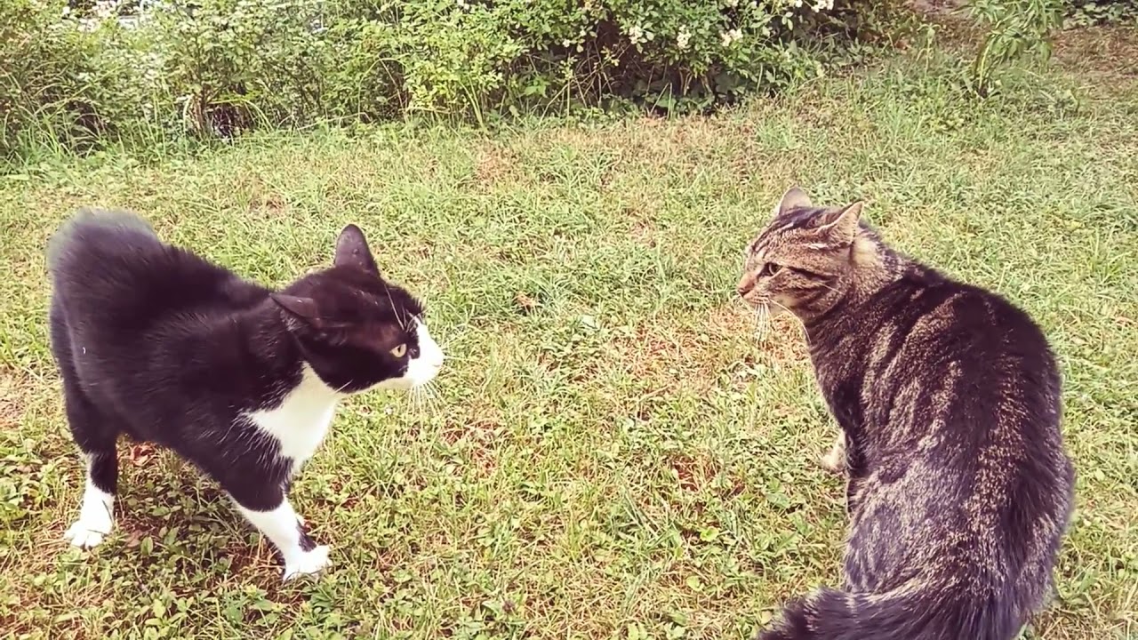 cat fight over territory - YouTube