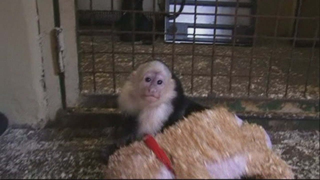 Justin Bieber's pet monkey Mally settles into new home at a German ...