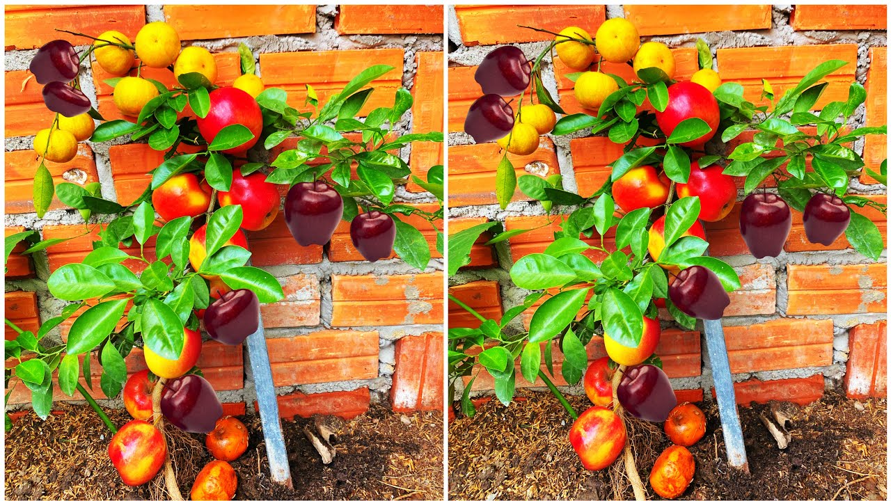 Technique skills growing orange tree from fruit with apple fast success ...