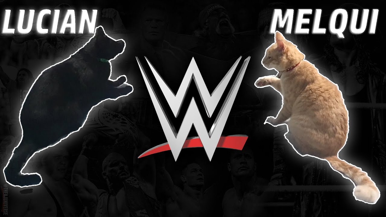 Funny Video | WWE Cat Fight - YouTube