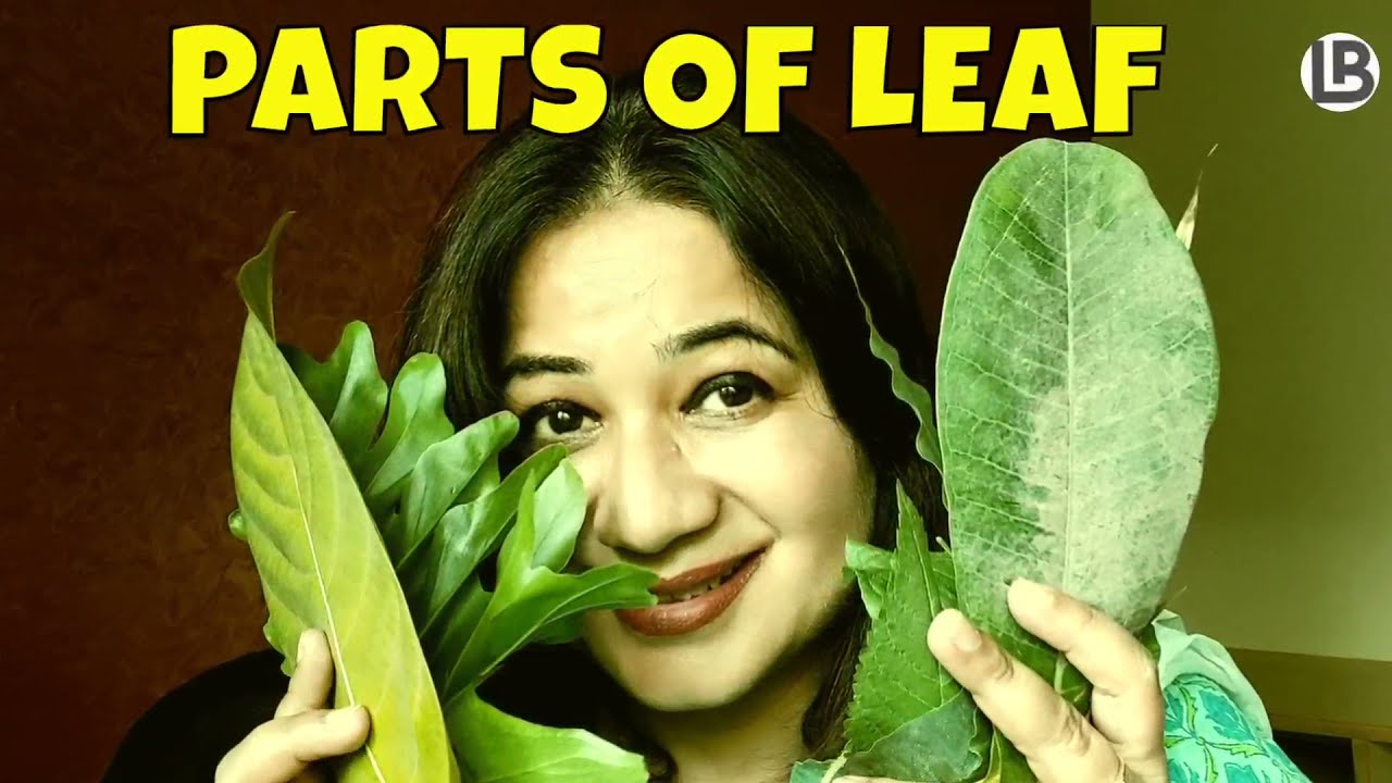 Structure Of A Leaf Parts Of Leaves leaf leafstructure YouTube Structure Of A Leaf Parts Of Leaves leaf leafstructure YouTube