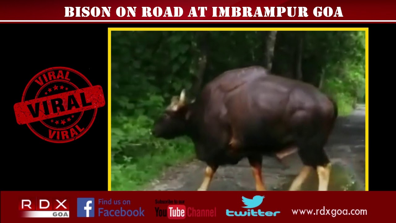 VIRAL VIDEO OF THE DAY : BISON ON ROAD AT IMBRAMPUR GOA - YouTube