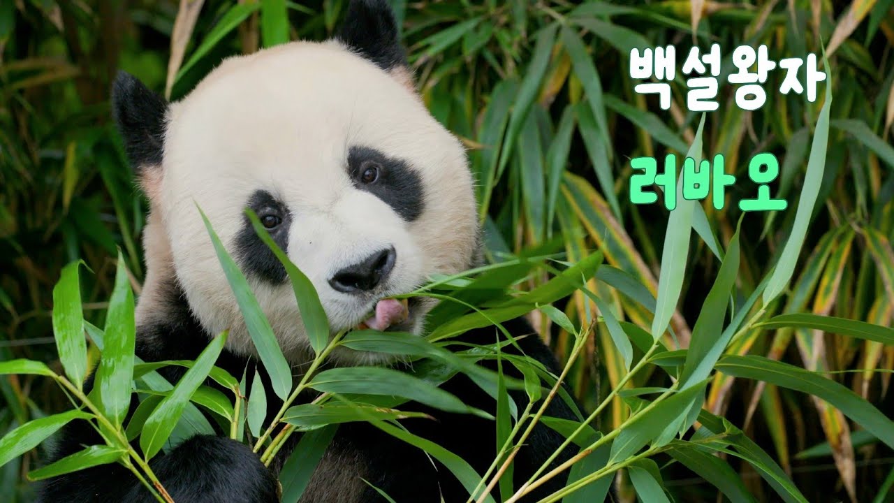 (8K 완료) 백설왕자 러바오 panda lebao - YouTube