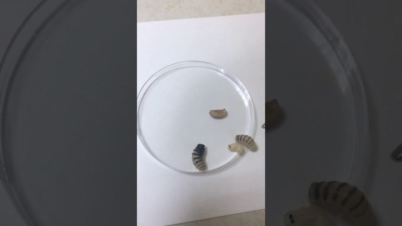 Hypoderma bovis larvae - YouTube