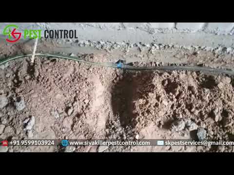 How To Treat Termites Along Sewer Pipe