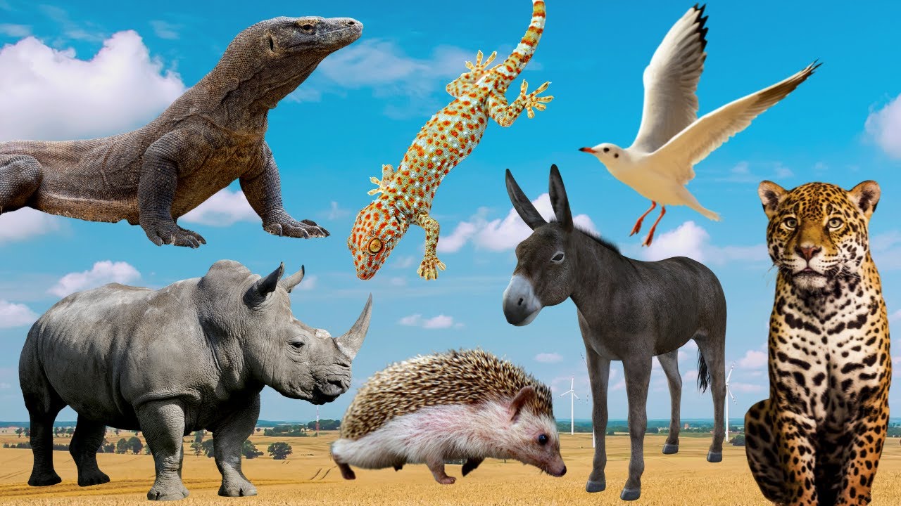 Animal Sounds and Habitats for Kids / Children #9 - Komodo, Duck, Rhino ...