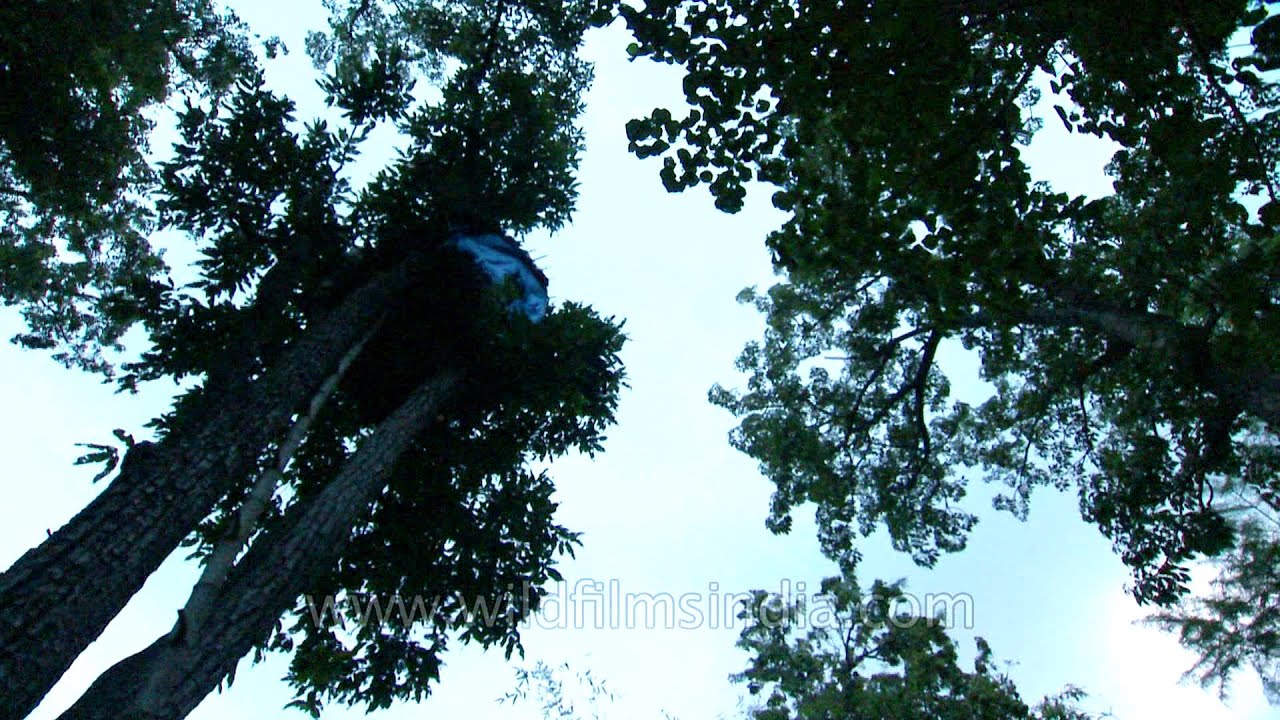 Tree house people: A Tribe live in harmony with nature - YouTube