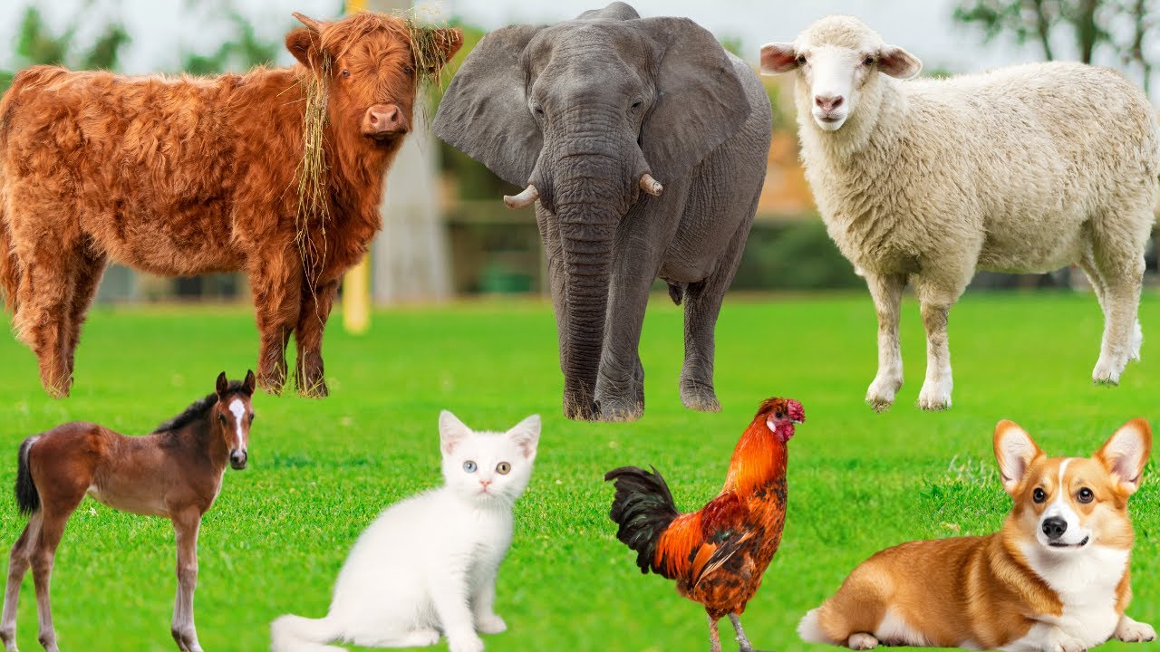 Cute Farm Animals: Puppy, Kitten, Chicken, Duck, Piglet, Cow, Sheep ...
