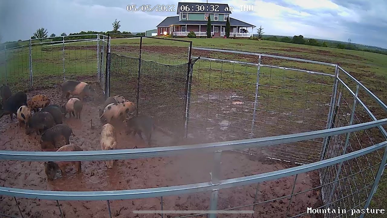 I CAUGHT 21 hogs in his front yard with a SOCCER NET!! - YouTube