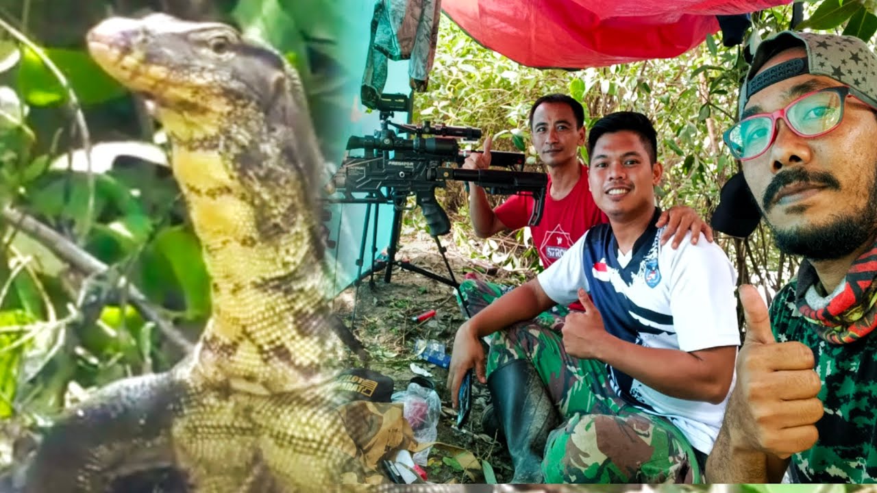 Berburu hama Biawak //di spot tambak ikan / Rawa - rawa Edisi. Mabar ...