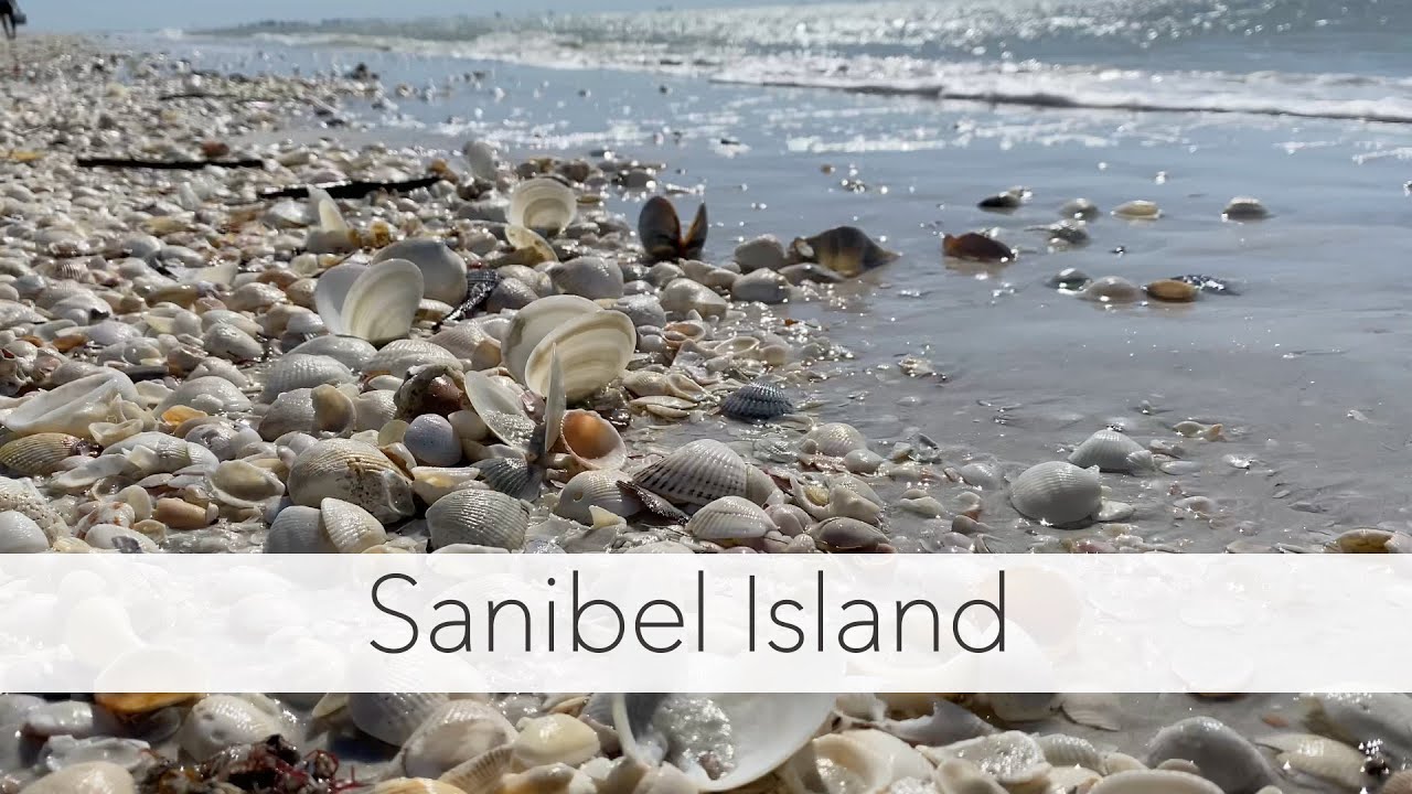 I have the beach to myself. Sanibel Island seashells broke my shell bag ...