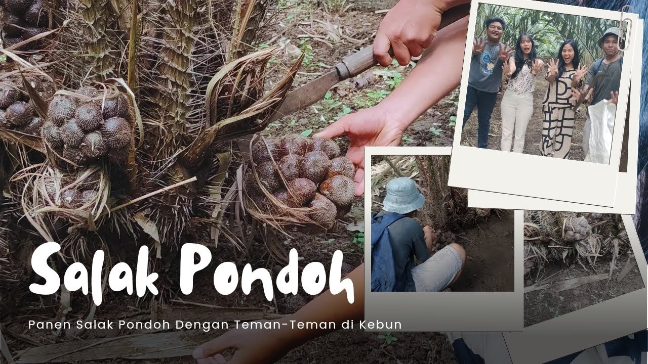 Panen Salak Pondoh di Lereng Sinabung - YouTube