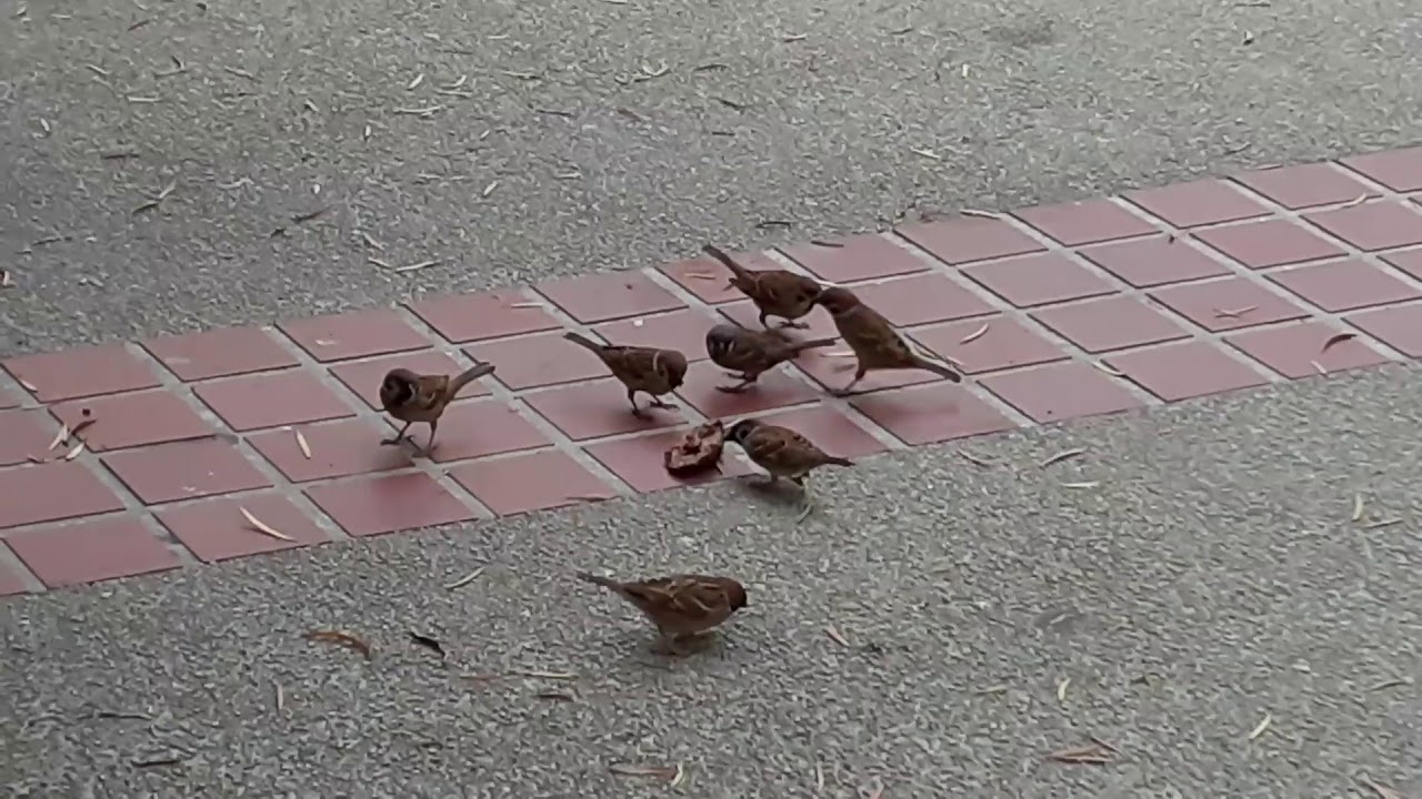 HARD WORKING BIRDS LOOKING FOR FOOD - YouTube