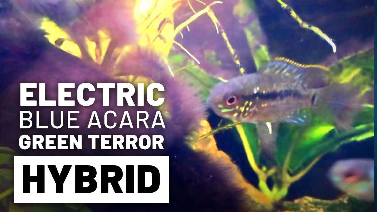 Electric Blue Acara / Green Terror Hybrids 🐟 3 Month Old Fry - YouTube