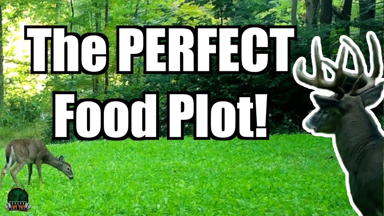 Best Fall Seed Mix for Year Around Attraction | Low Maintenance Food ...