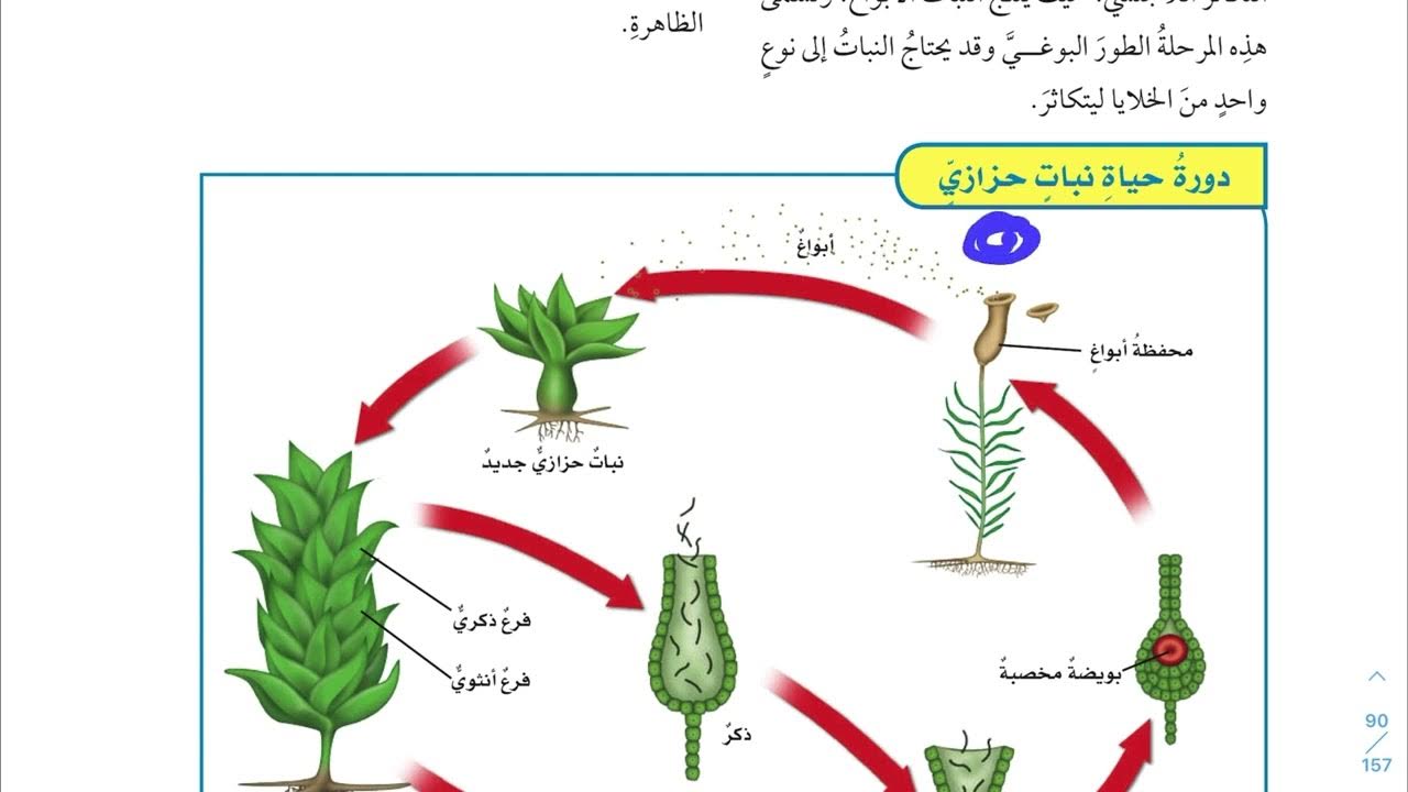 شرح درس عمليات الحياة في النبات علوم سادس ابتدائي Youtube