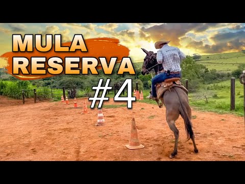MULA RESERVA - #4 Tirando do Redondel - YouTube