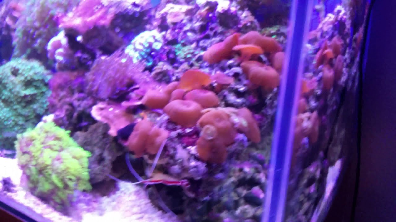 reefspace 900 mixed reef tank - YouTube