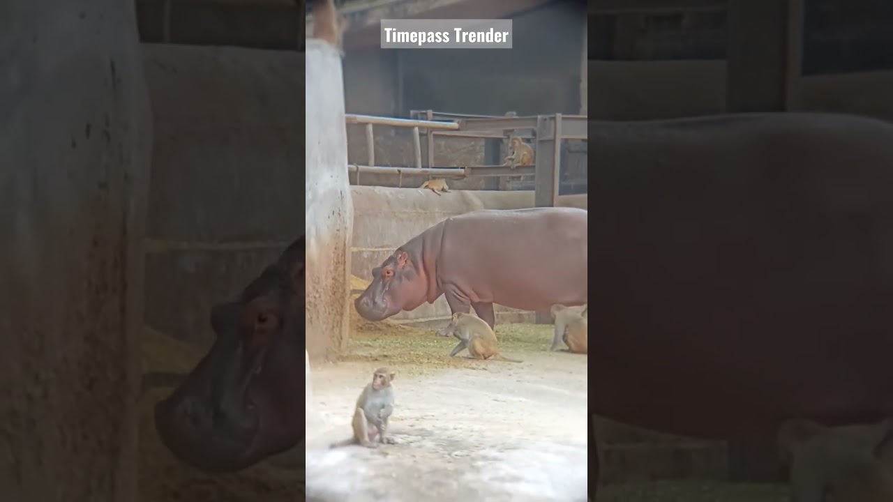 hippopotamus with monkeys #timepasstrender #shorts #hippopotamus - YouTube