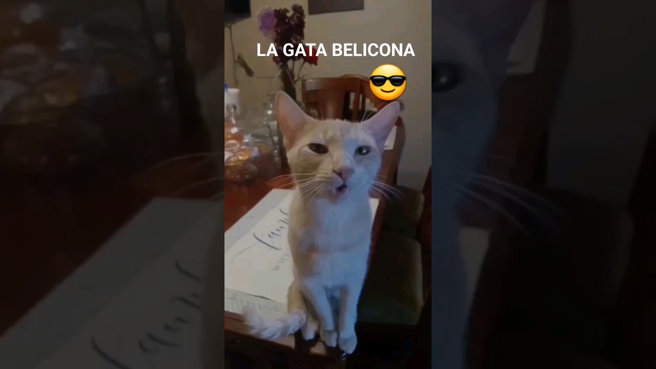 Mi gata la belicona"😼 #youtubeshorts #animal #bélico #parati - YouTube