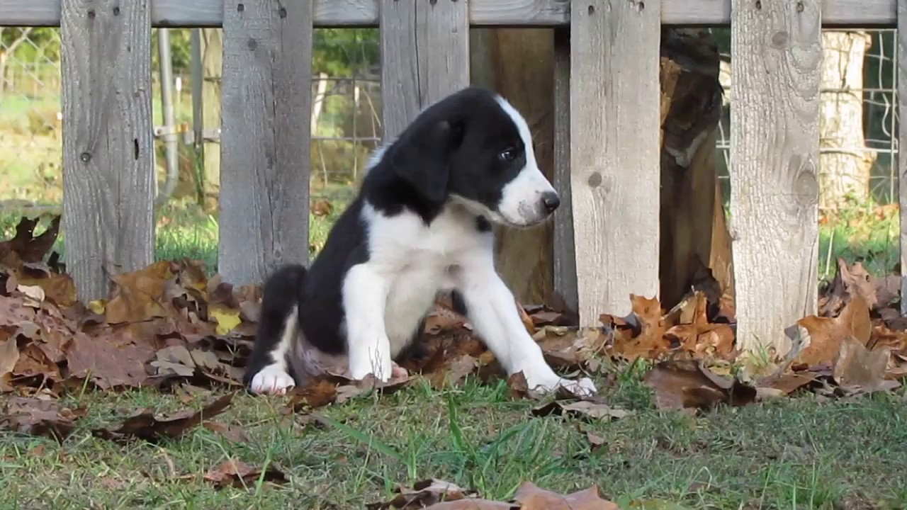 Great Pyredane Puppy ~ Dane/Pyrenees ~ Kelev 7 weeks - YouTube