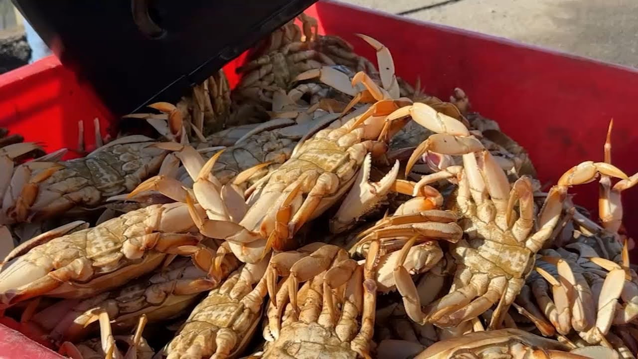 Commercial Dungeness crab season opens to long lines of hungry fans at ...