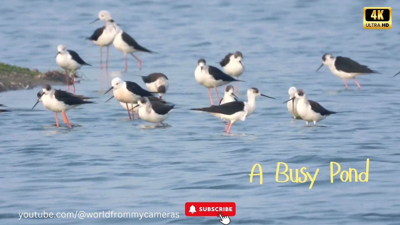 A busy Pond | #birds #wildbirdphotography - YouTube