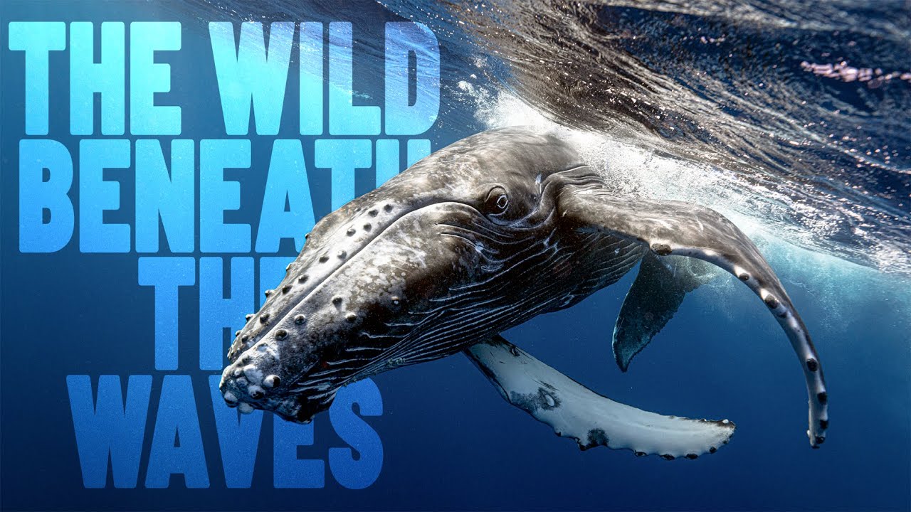 The Ocean’s Stories: Discover The Breathtaking Imagery And Science of ...