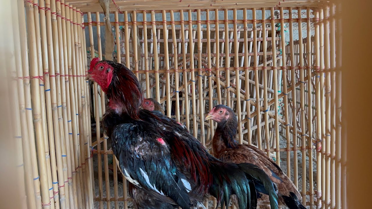 Hamra Farm Pher Murgo 🐔😍 sy Bhr Gya 🥰 | Top Aseel Breeder Murgy 🐔😍 ...