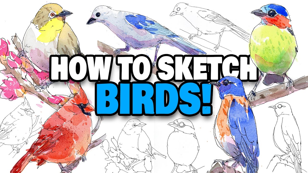 How To Sketch BIRDS For Beginners | Loose Ink & Watercolor - YouTube