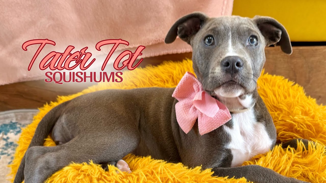 Part potato, part puppy, ALL heart - get your daily dose of SQUISH with ...