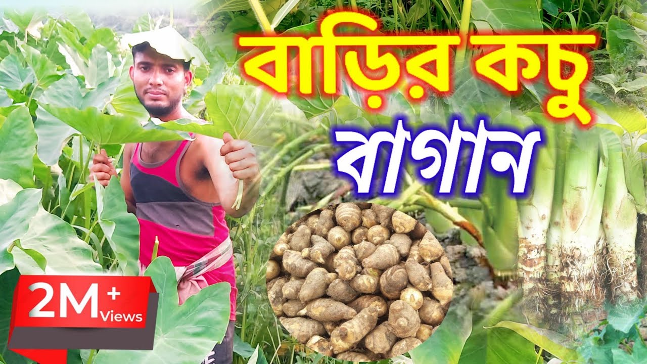 বাড়ির কচু বাগান🌿 | Village Kochu Garden | Home Vegetables |Taro Plants ...
