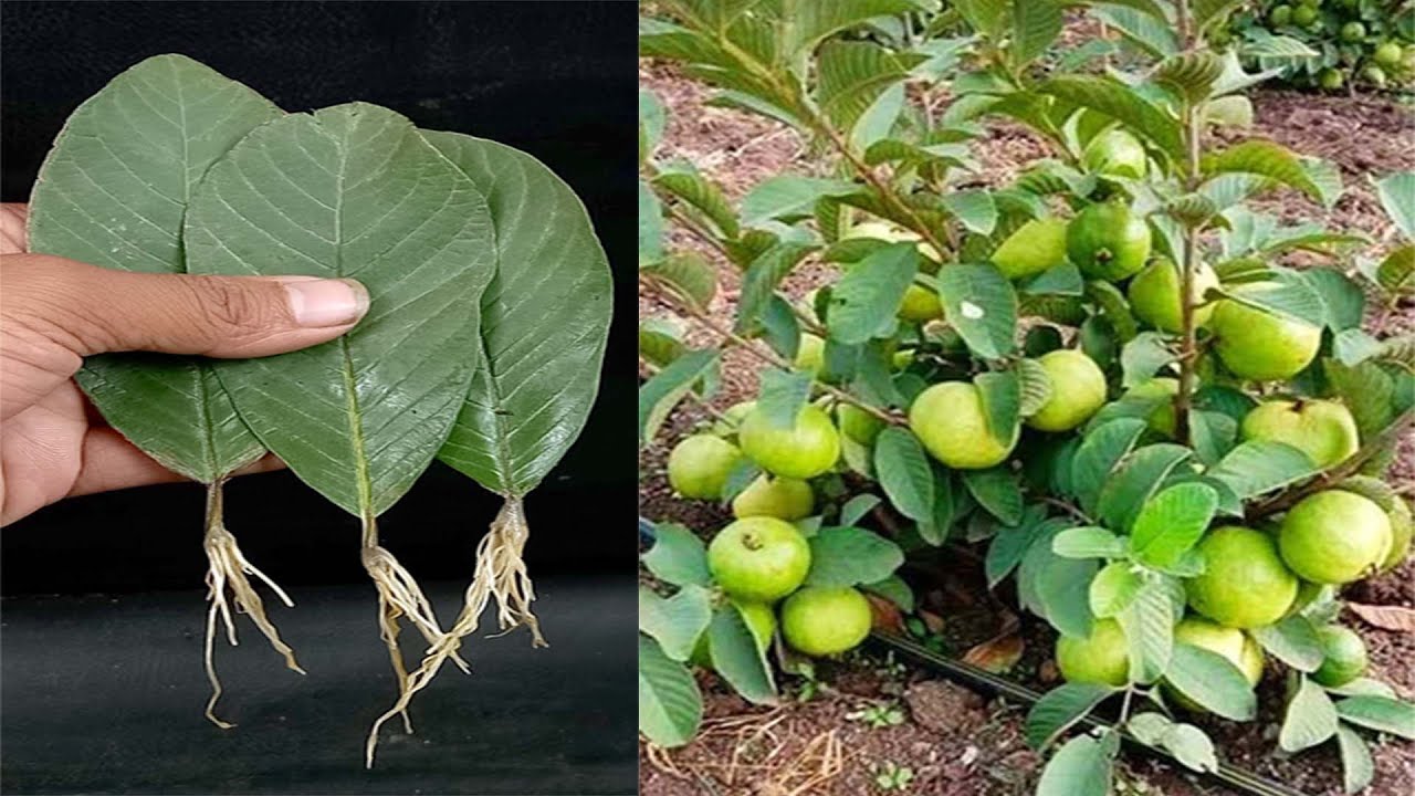 How to grow guava trees from guava leaves (Unique Technique) With 100% ...