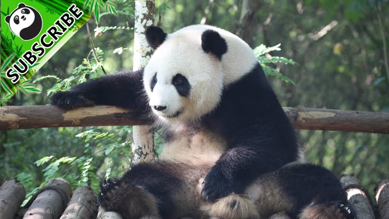 The fittest panda of all - YouTube