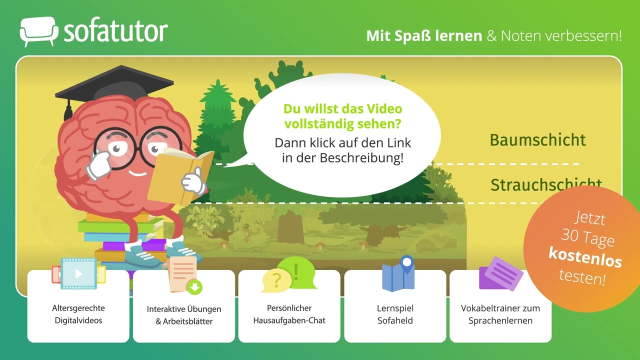 Die Stockwerke im Wald – Ökosystem Wald Definition & Gefärdung - YouTube