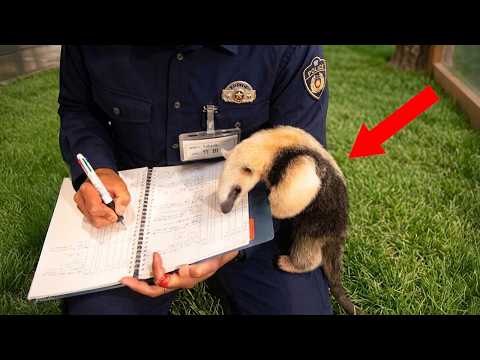 Hilarious Animals First Encounters with Police! 😂 Funny Animals and Humans