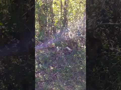 Landowners believe dog was brutally killed by a squatch