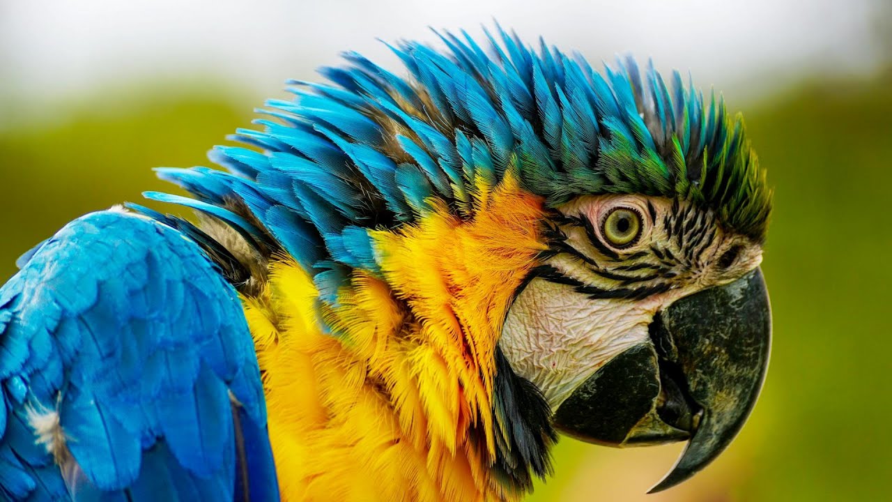 Amazing Wildlife Different Colored Parrots in Hd - YouTube