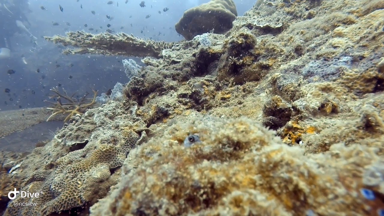 Fish in hole - YouTube