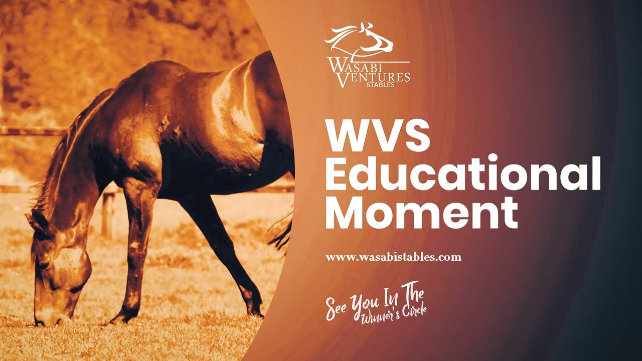 Learn about what a farm manager does - life and times of a thoroughbred ...