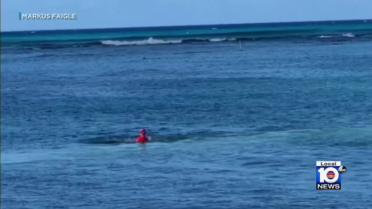 Seal attack caught on camera in Hawaii - YouTube