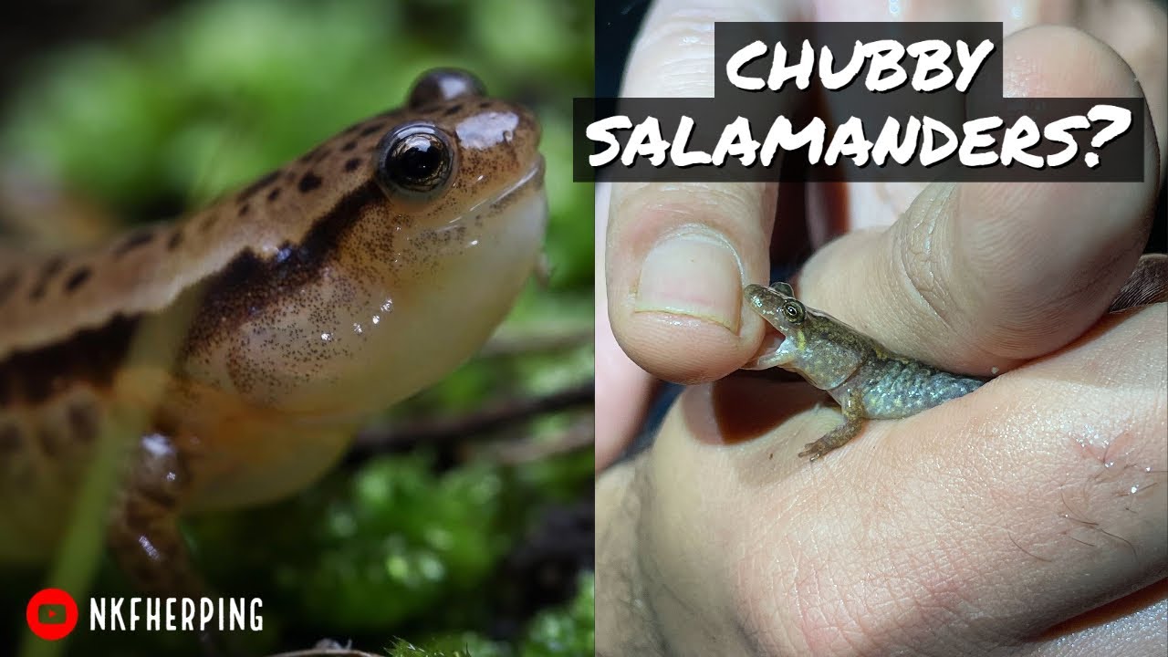 Mysterious Chubby Salamanders and a Lifer! Misty Night Amphibian ...