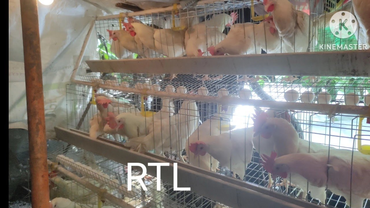 RTL chicken layer - YouTube