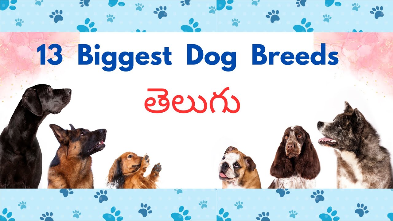 13 Biggest Dog Breeds in Telugu/ 13 అతిపెద్ద శునక/కుక్క జాతులు - YouTube