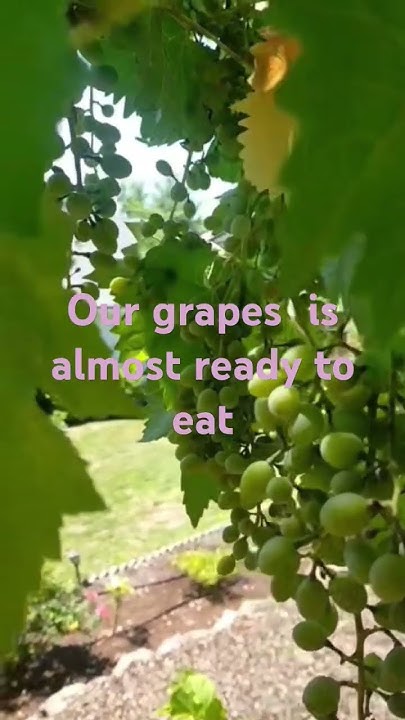 Grapes in our backyard 🦜 - YouTube