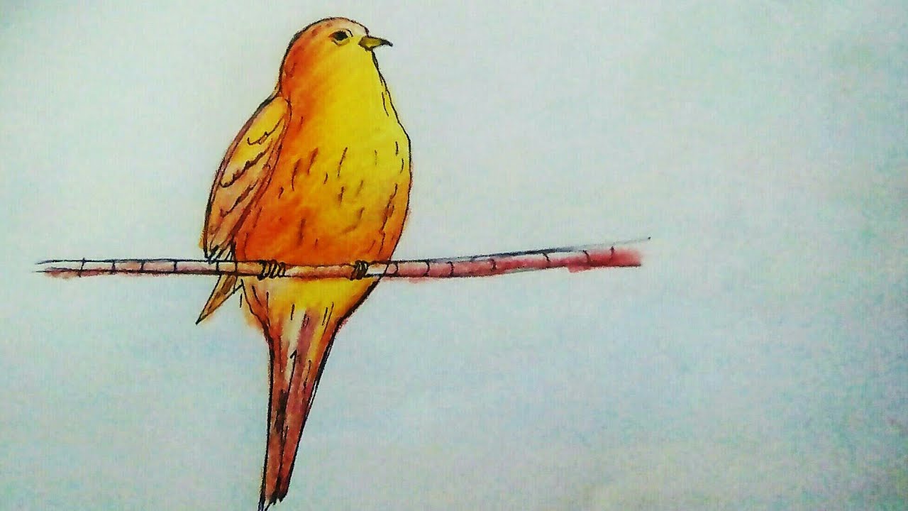 how to draw bird | bird drawing | drawing bird | bird drawing easy ...