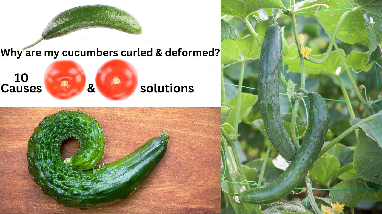 How to prevent curled and deformed cucumber fruits harvest - YouTube