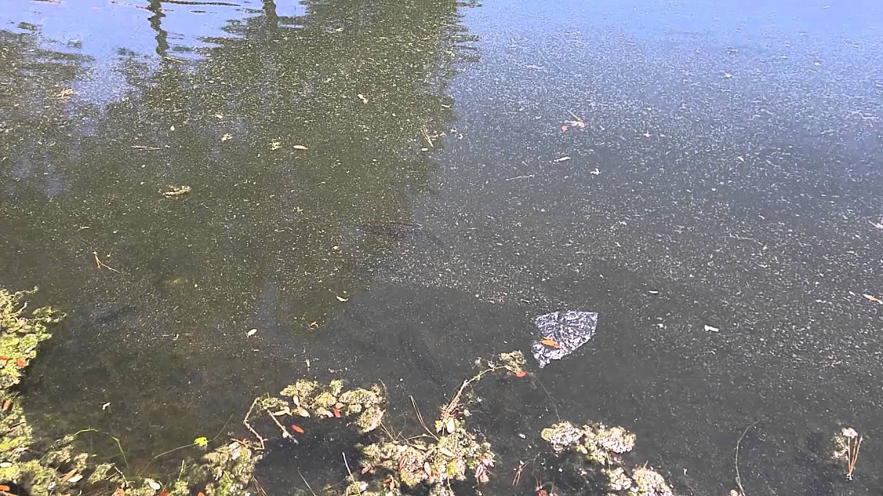 Florida Sucker Fish - YouTube