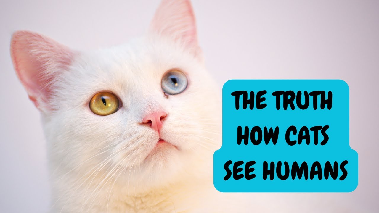 The Truth About How Cats See Humans - YouTube